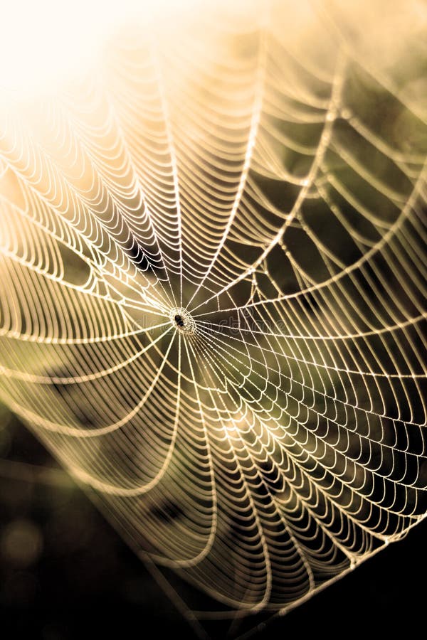 Silver Spider stock photo. Image of wholesome, fresh - 49804598