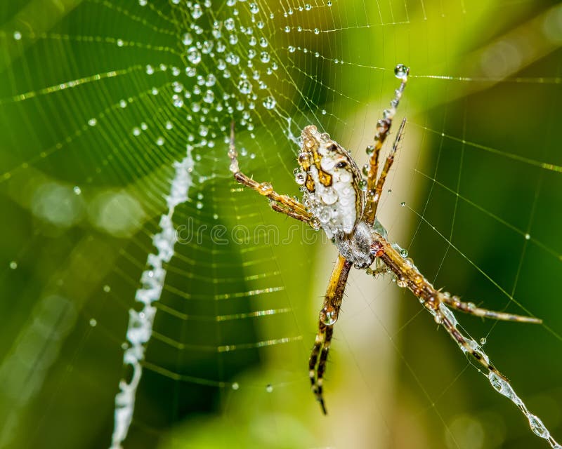 Silver Spider in a Sunny Day at the Park Stock Image - Image of animal ...