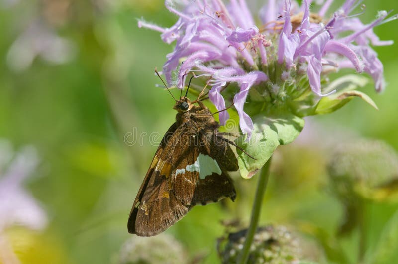 Silver Spotted Skipper Butterfly Stock Image - Image of garden, petals ...