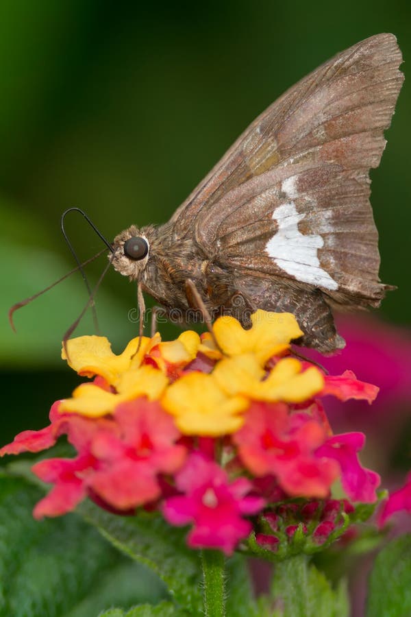 Silver-spotted Skipper - Epargyreus Clarus Stock Image - Image of ...