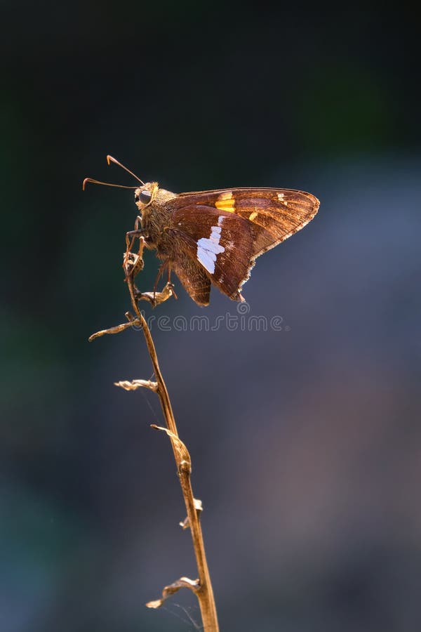 Silver-spotted Skipper Butterfly (epargyreis Clarus) Stock Photo ...