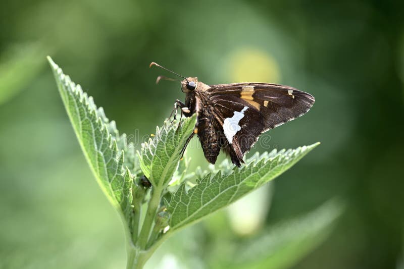 Silver Spotted Skipper Butterfly Stock Image - Image of spotted, clarus ...
