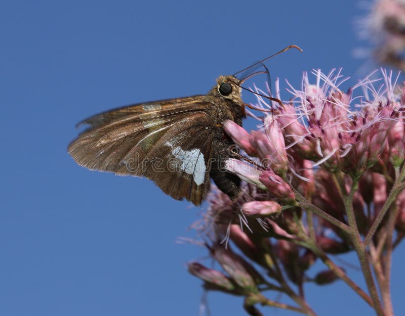 Silver-spotted Skipper (Epargyreus Clarus) Butterfly Stock Photo ...