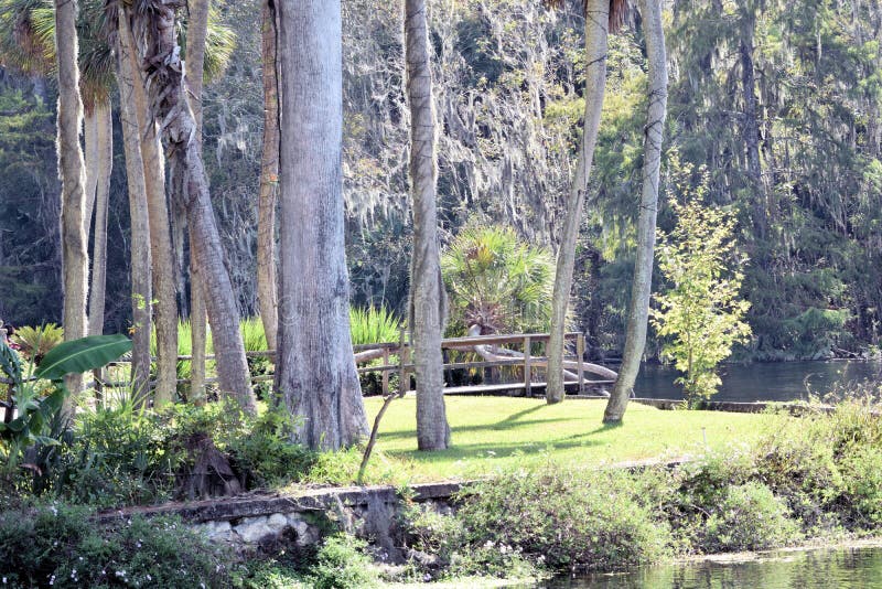 Cyprus Swamp stock image. Image of pretty, silver, green - 42712015