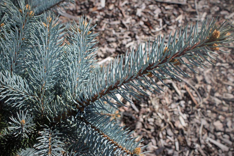 Detail of silver spruce stock photo. Image of evergreen - 16735598