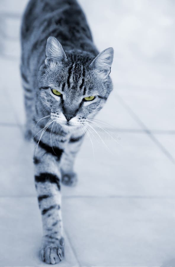 Silver Striped Cat Approaching Stock Image - Image of balance, closeup ...