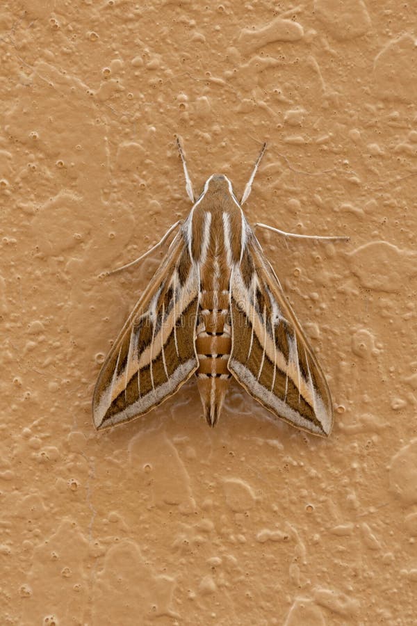 A Silver Striped Hawk Moth or Vine Hawk Moth, Rests on the Ground ...