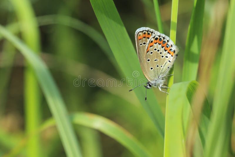 Silver-studded Blue Butterfly Stock Image - Image of blue, argus: 230092093
