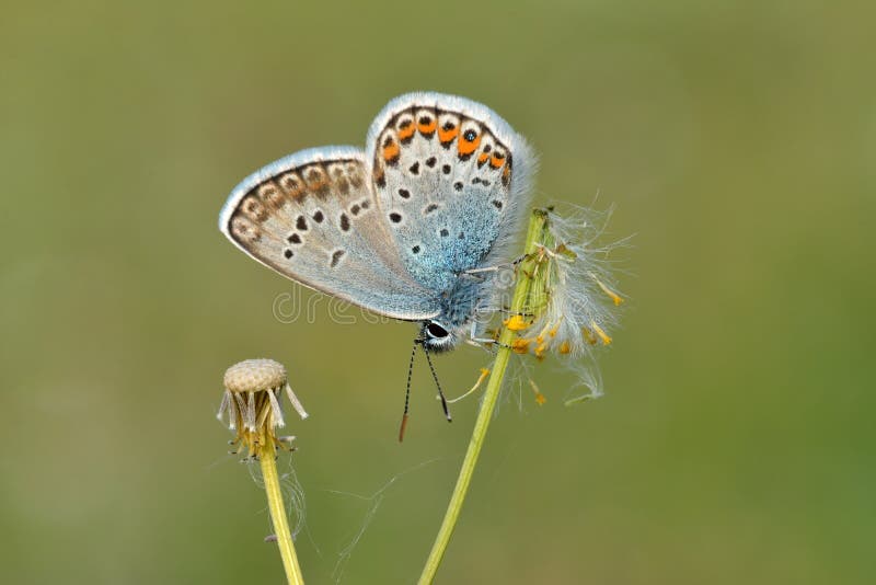 Silver Studded Blue Butterfly Stock Image - Image of plebeius, morning ...