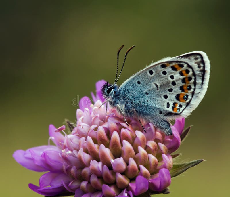 Silver Studded Blue Butterfly on Purple Flower Stock Image - Image of ...