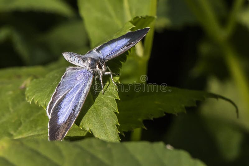 Silver-studded Blue (Plebeius Argus) Stock Image - Image of moth ...