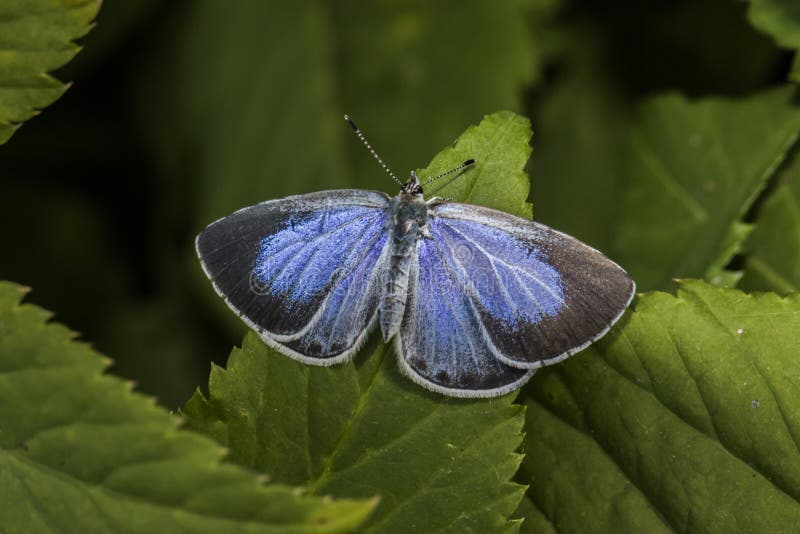 Silver-studded Blue (Plebeius Argus) Stock Image - Image of still, leaf ...