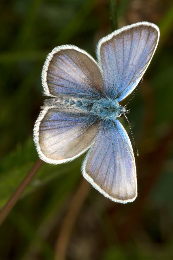 Hesperia Comma / Silver-spotted Skipper Butterfly Stock Photo - Image ...
