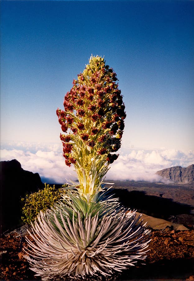 Hawaiian Silver Sword Stock Photos - Free & Royalty-Free Stock Photos ...