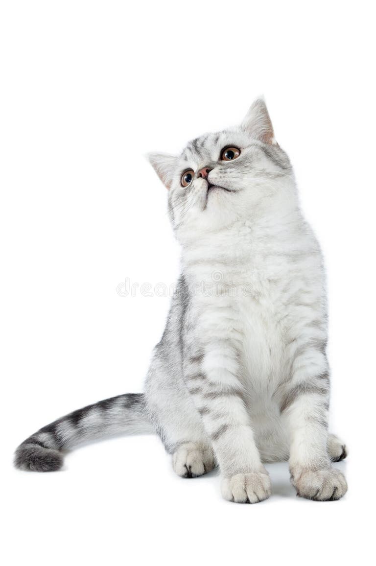 3,351 Fluffy Cats Sitting Up Stock Photos - Free & Royalty-Free Stock ...
