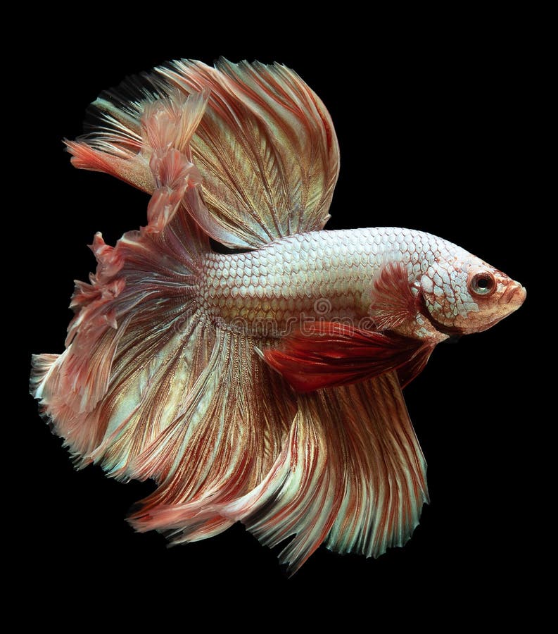The Silver Tail Bettas are Not only Captivating in Their Appearance but ...