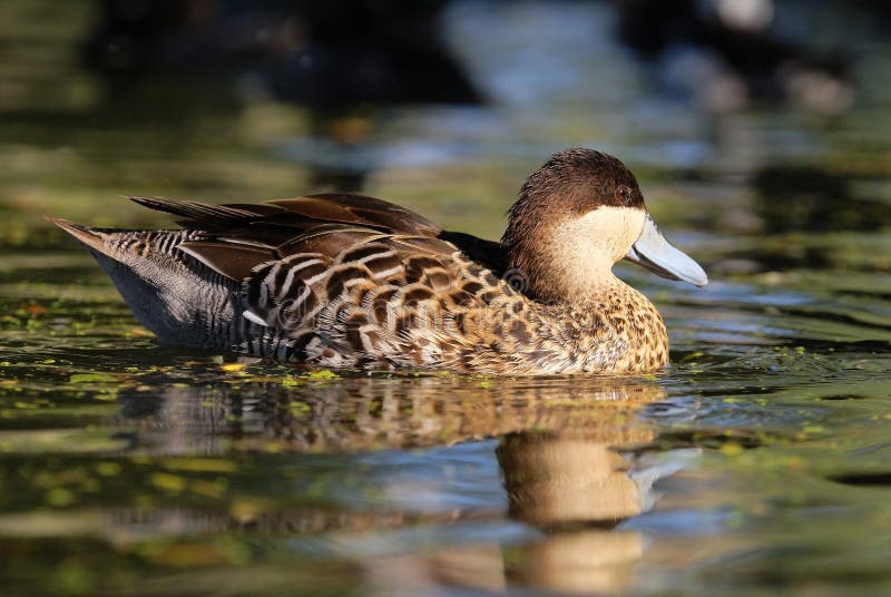 Silver Teal stock photo. Image of muscovy, fledge, aqua - 13793978