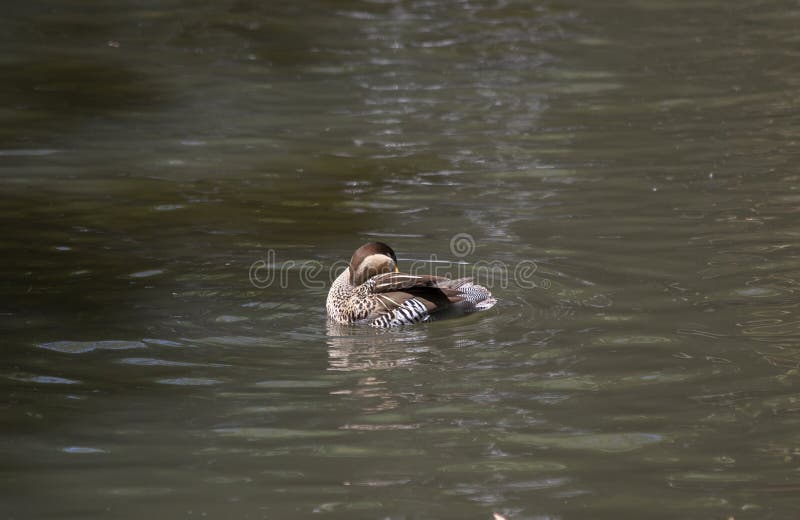 Silver Teal Duck Grooming stock photo. Image of herbivore - 139119836