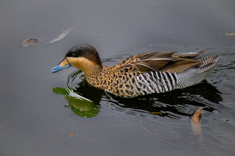 Silver Teal on a Pond stock image. Image of avian, photogenic - 322081757