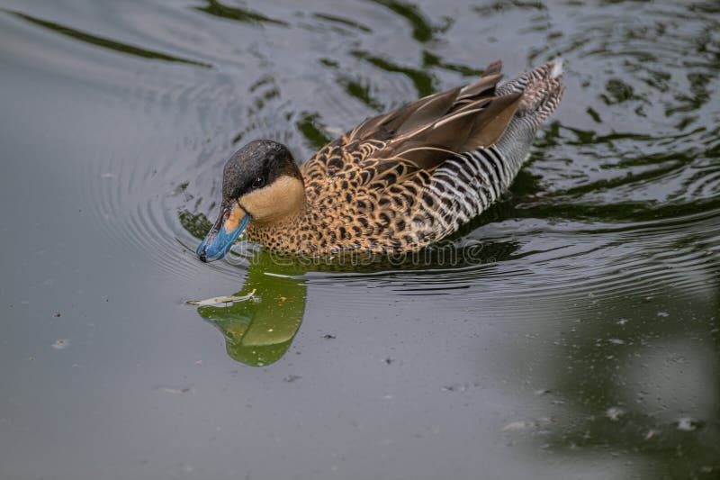 Silver Teal on a Pond stock photo. Image of avian, motion - 322081760