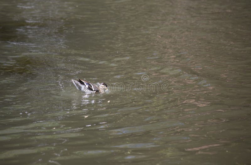 Silver Teal Duck Diving stock image. Image of bill, ecology - 139120179