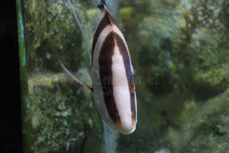 Silver tiger fish stock photo. Image of fish, tiger, local - 56202092