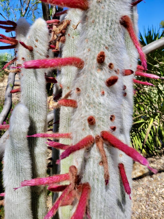 Silver Torch Cactus in Bloom Stock Photo - Image of cactus, tree: 316253174