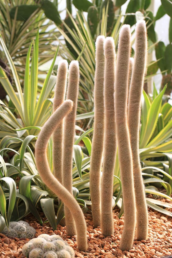 Silver Torch Cactus stock photo. Image of tall, cleistocactus - 67475994