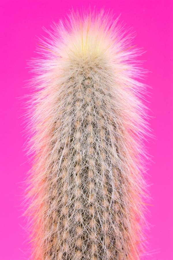 1,331 Silver Cactus Photos - Free & Royalty-Free Stock Photos from ...