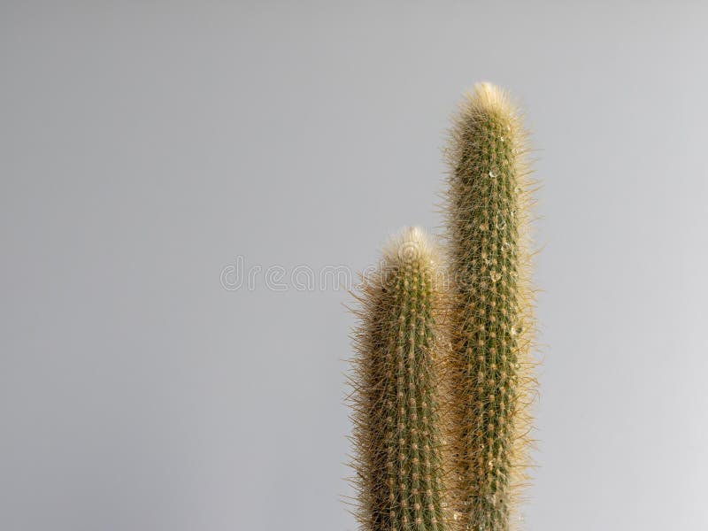 Silver Torch Cactus Closeup View Stock Photo - Image of springtime ...