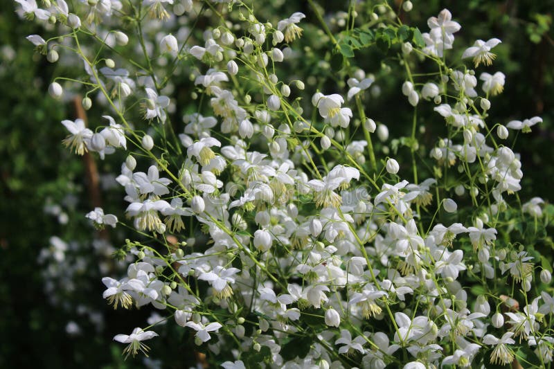 Silver torch in the garden stock image. Image of garden - 333788773