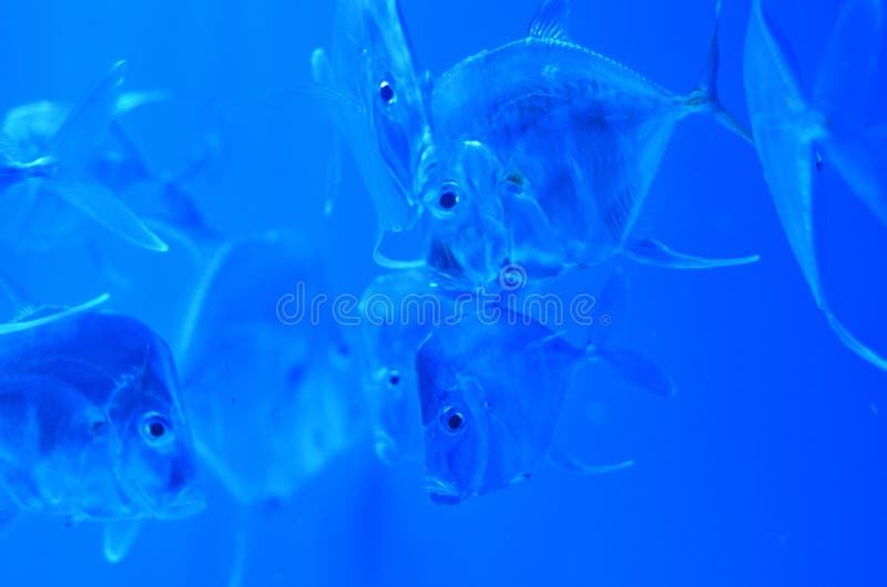 Silver Transparent Fish Float in Pure Water Stock Image - Image of reef ...
