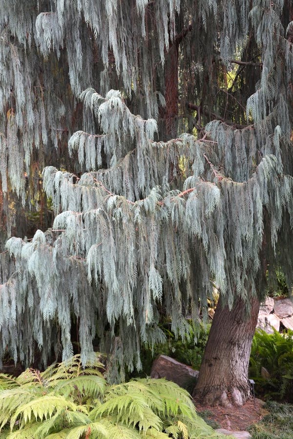 Silver tree background stock image. Image of backgrounds - 38142037