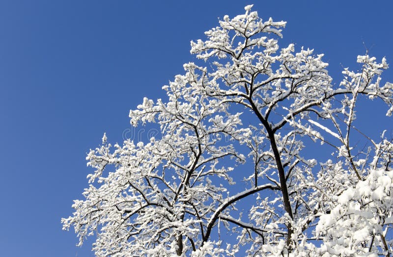 Silver Tree stock photo. Image of snow, outdoors, white - 33786172