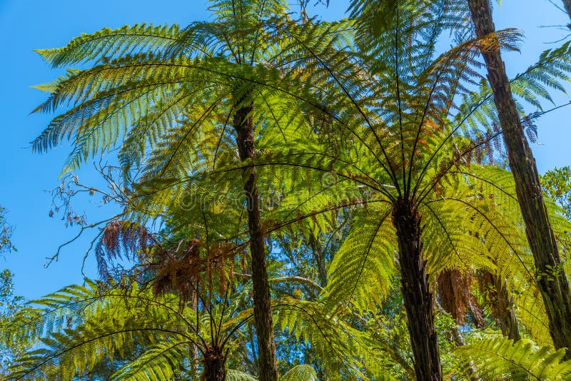 Silver Tree Fern in New Zealand Stock Photo - Image of maori, pattern ...