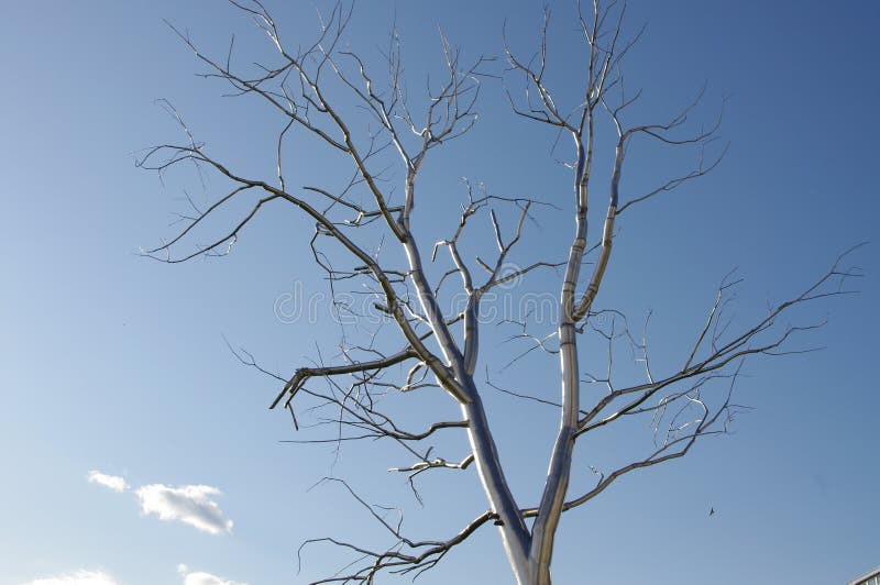 Silver tree stock photo. Image of silver, monument, branches - 41693016