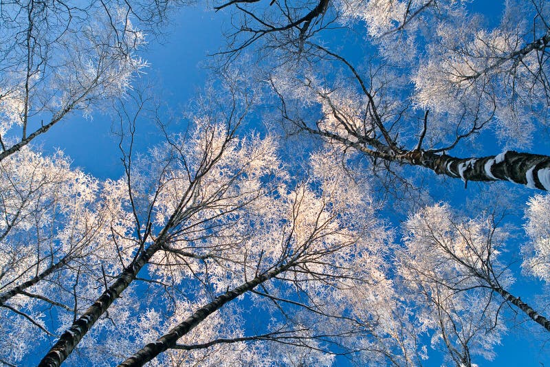 Silver trees stock image. Image of branch, frozen, nature - 12609119