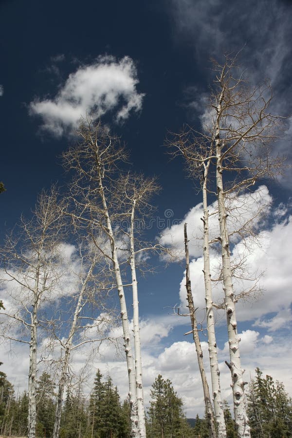 Silver Trees stock photo. Image of spring, trees, bark - 12839468