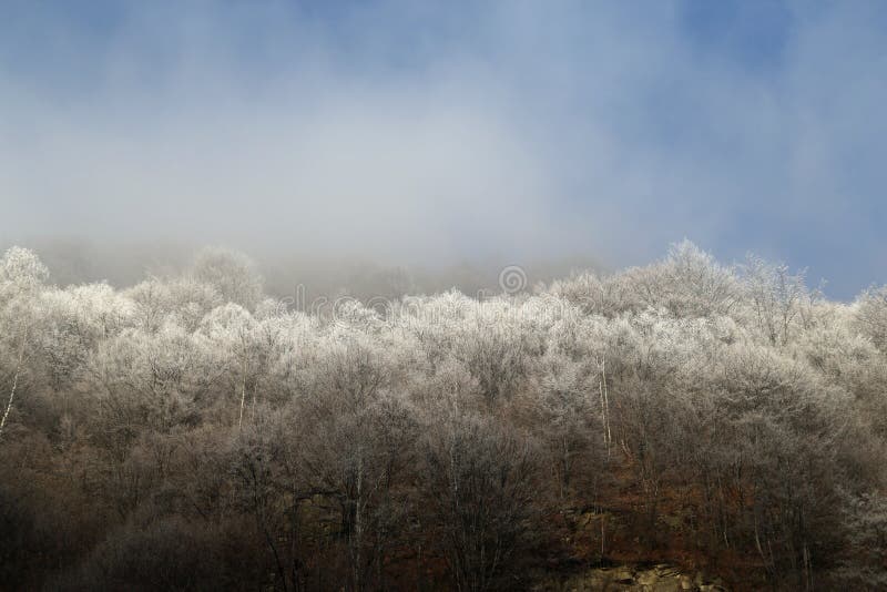 Nature Background: Silver Trees on Winter Mist Stock Photo - Image of ...