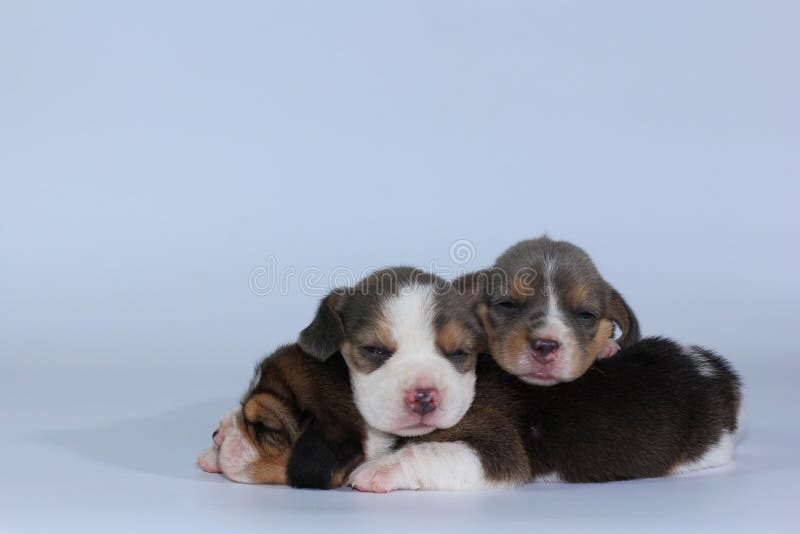 Silver Tri Color Beagle Puppy is Sleeping and Looking in First Time ...