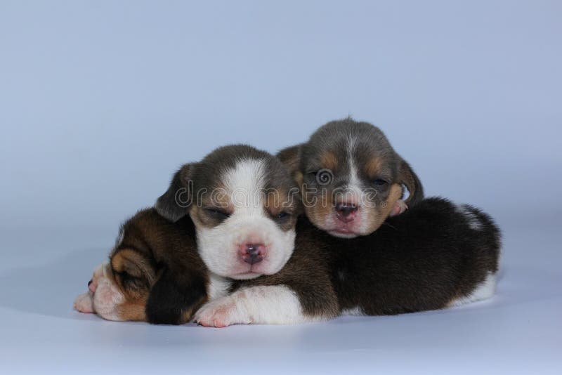 Silver Tri Color Beagle Puppy is Sleeping and Looking in First Time ...