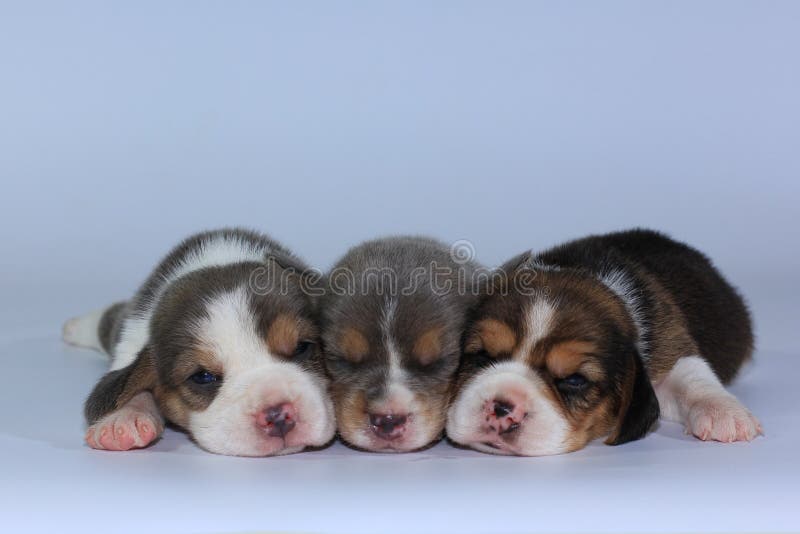 Silver Tri Color Beagle Puppy is Sleeping and Looking in First Time ...