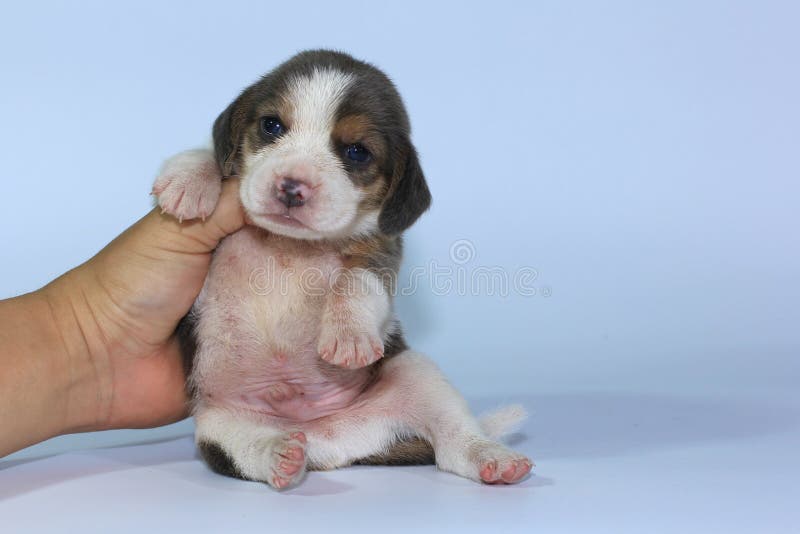 Silver Tri Color Beagle Puppy is Sleeping and Looking in First Time ...