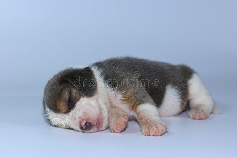 Silver Tri Color Beagle Puppy is Sleeping and Looking in First Time ...