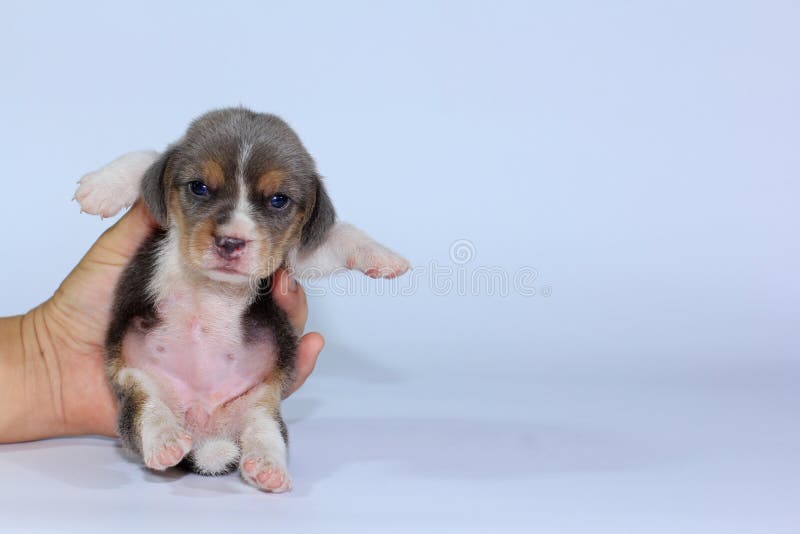 Silver Tri Color Beagle Puppy is Sleeping and Looking in First Time ...