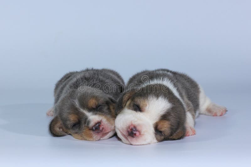 Silver Tri Color Beagle Puppy is Sleeping and Looking in First Time ...