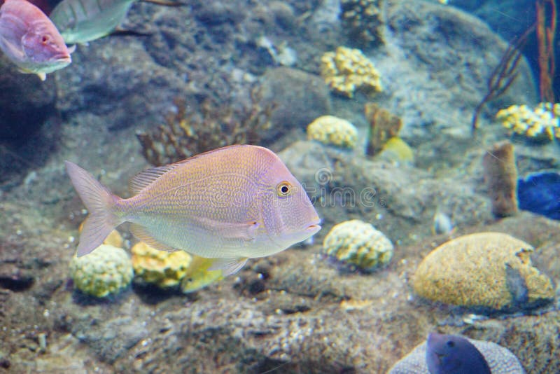 Silvertropical Fish Stock Photos - Free & Royalty-Free Stock Photos ...