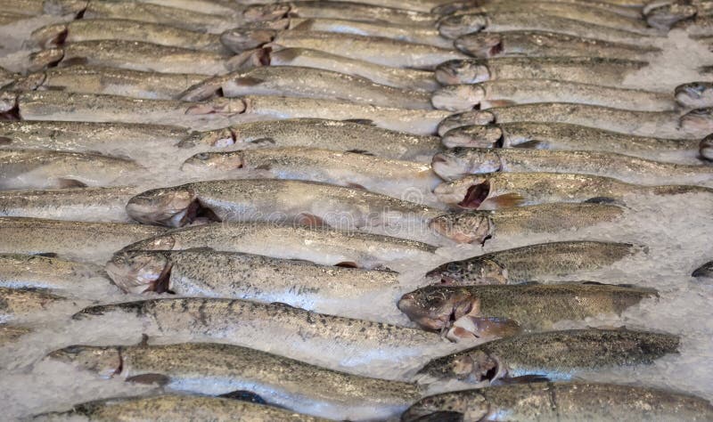 Silver trout stock image. Image of fresh, silver, cold - 39772483