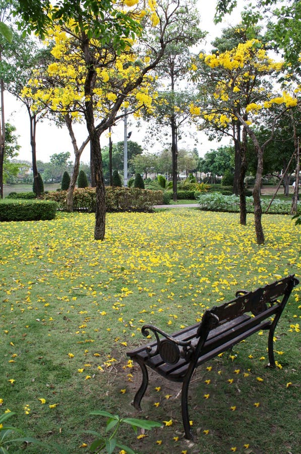 Silver Trumpet Tree with Flower Stands Green Under a Shaded One on a ...