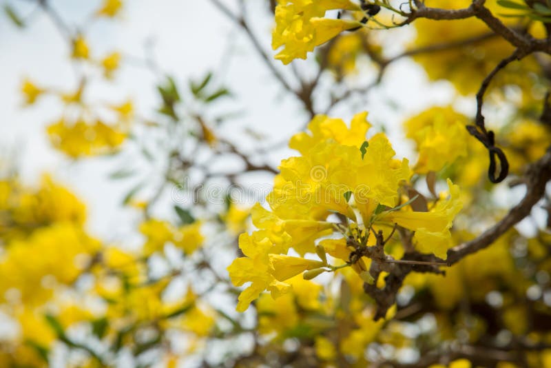 Silver Trumpet Tree with Flower Stands Green Under a Shaded One on a ...